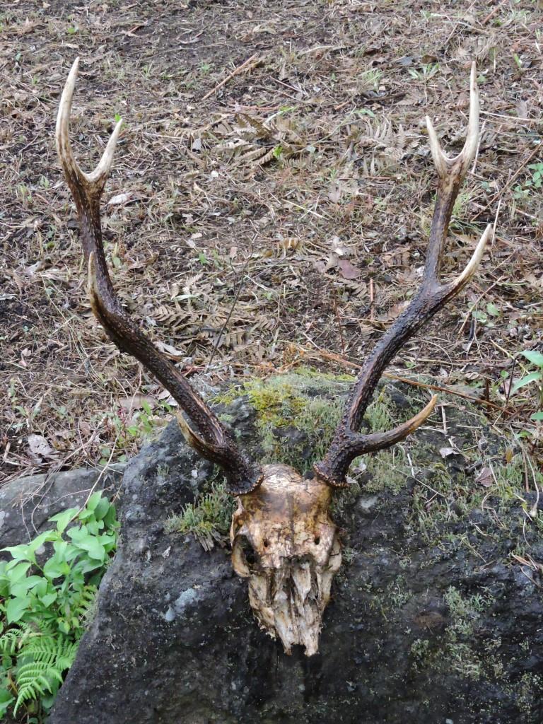 シカ角回収 : 中伊豆野音