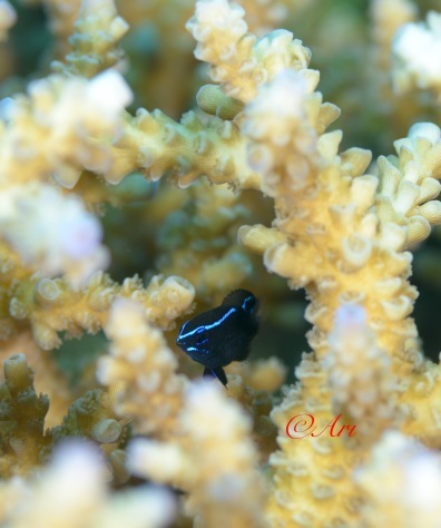 アツクチスズメダイ (幼魚) : Ariya