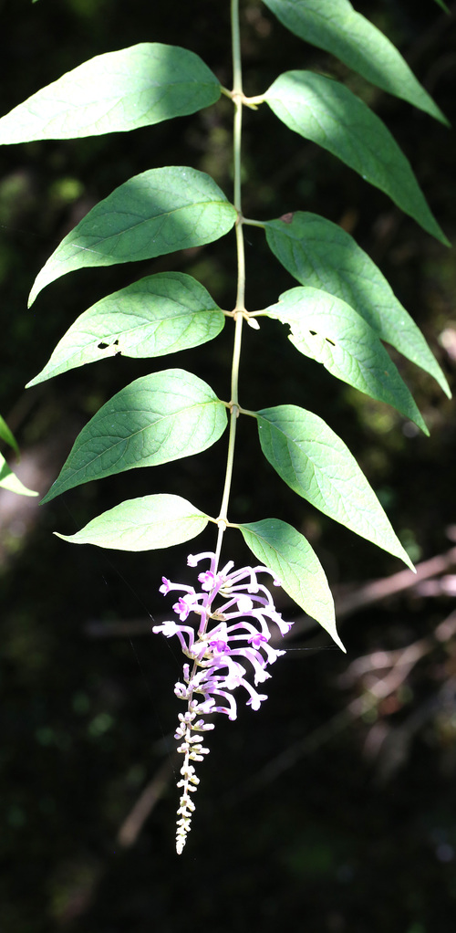 コフジウツギ Buddleja curviflora : 鳥平の自然だより（植物編）