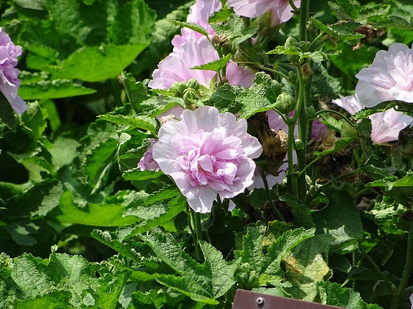 京都府立植物園 : 彩の気まぐれ写真