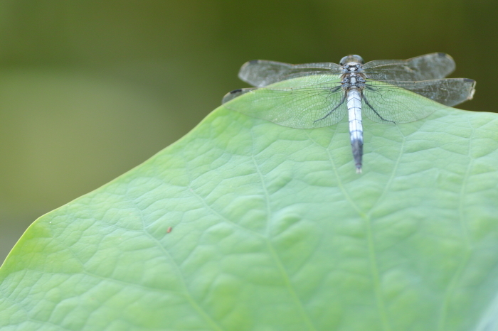 蓮 富士見町井戸尻史跡公園 : Digital Photo Diary