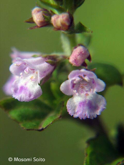 イヌコウジュ（犬香薷） : 草花と自然Blog