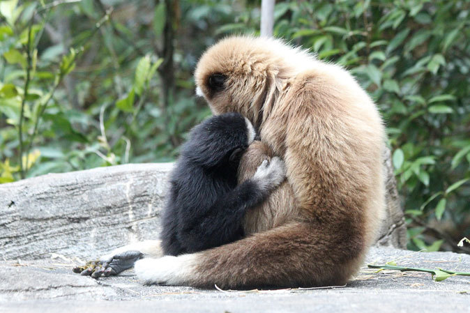 シロテテナガザルの子供「ハリ」成長記 : 続々・動物園ありマス。