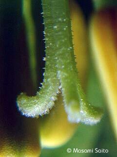 ホウチャクソウ（宝鐸草） : 草花と自然Blog