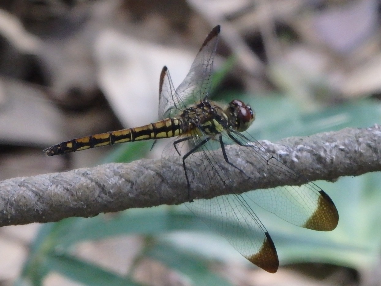 コノシメトンボ♀ Sympetrum baccha matutinum : 写ればおっけー。コンデジで虫写真