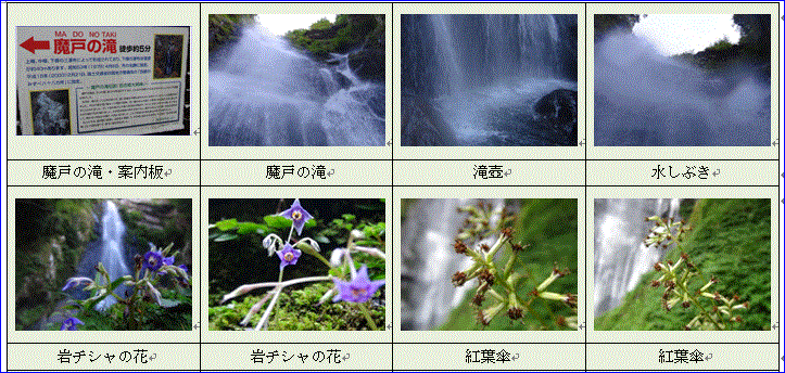 新居浜市の魔戸の滝・周辺の山野草…2016/8/27 : 徳ちゃん便り