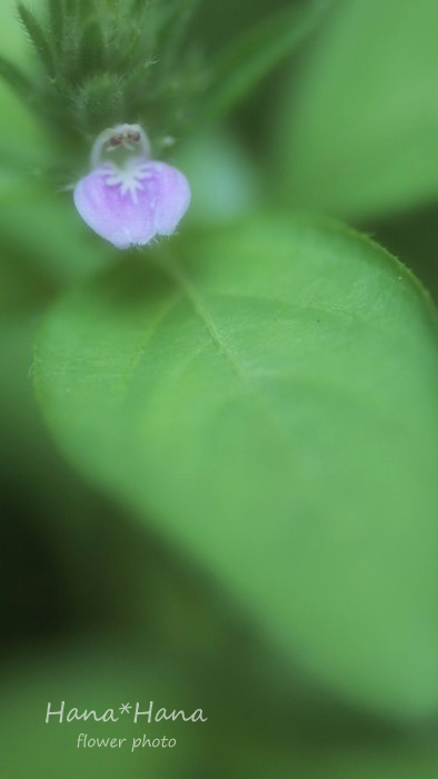 ＊キツネノマゴ＊ : HANA*HANA