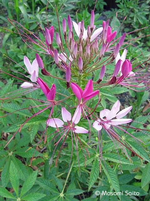 セイヨウフウチョウソウ（西洋風蝶草） : 草花と自然Blog