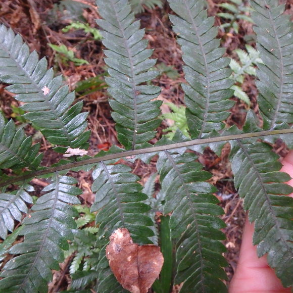 Blechnum fraseri＆Blechnum filiforme／ニュージーランド : コケシノブログ‐苔忍録‐