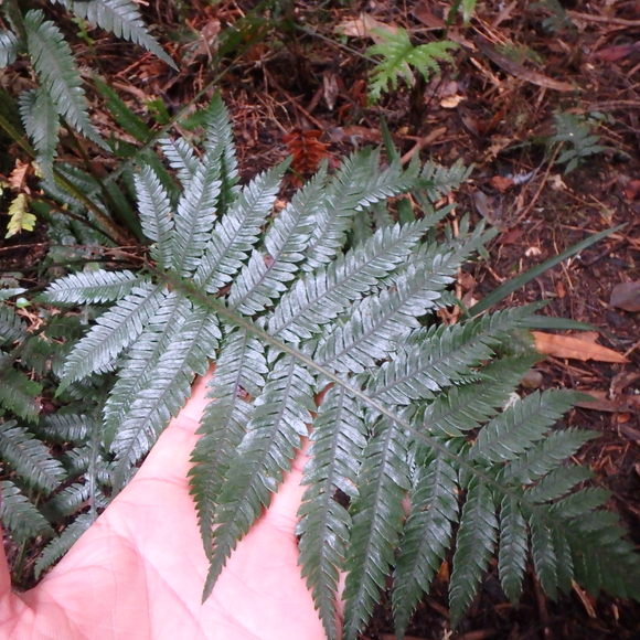 Blechnum fraseri＆Blechnum filiforme／ニュージーランド : コケシノブログ‐苔忍録‐