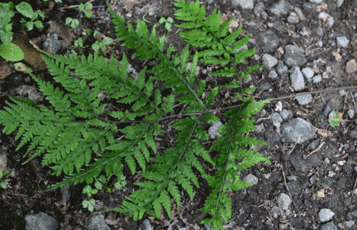 エゾイヌワラビ Athyrium vidalii var. yamadae : 鳥平の自然だより（植物編）