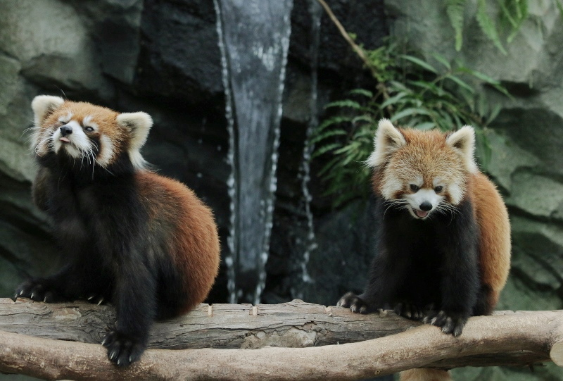 お楽しみの神戸レッサートーク : レサパン日和