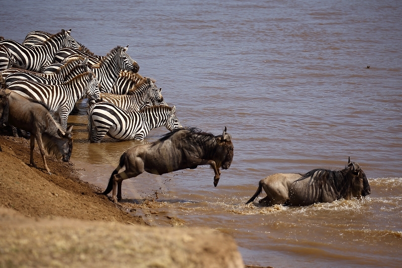 華麗なるヌーの大ジャンプ（アフリカ縦断の旅、9月6日、ヌーの川渡り） : 旅プラスの日記