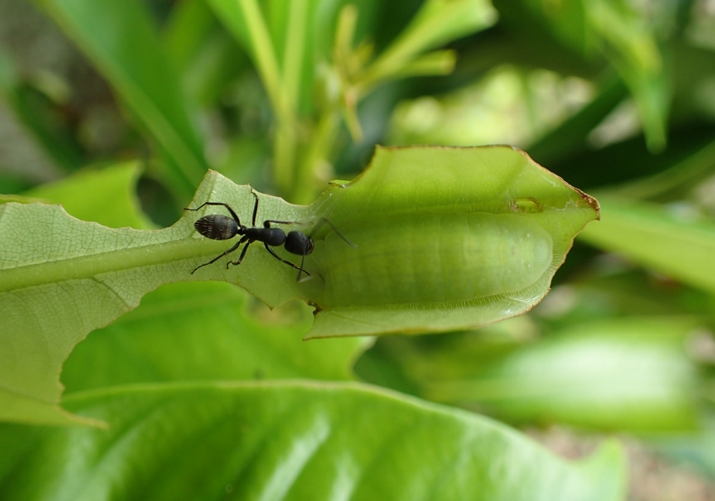 ムラサキツバメの幼虫観察 : 蝶超天国