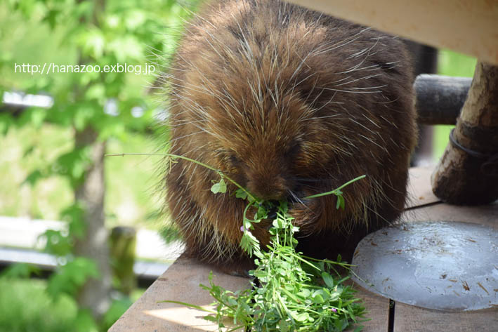 意外とグルメ？ムックとルーリー : 今日ものんびり動物園