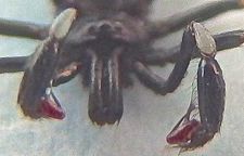 #クモ 『ワスレナグモ』Calommata signata : 自然感察 *nature feeling*