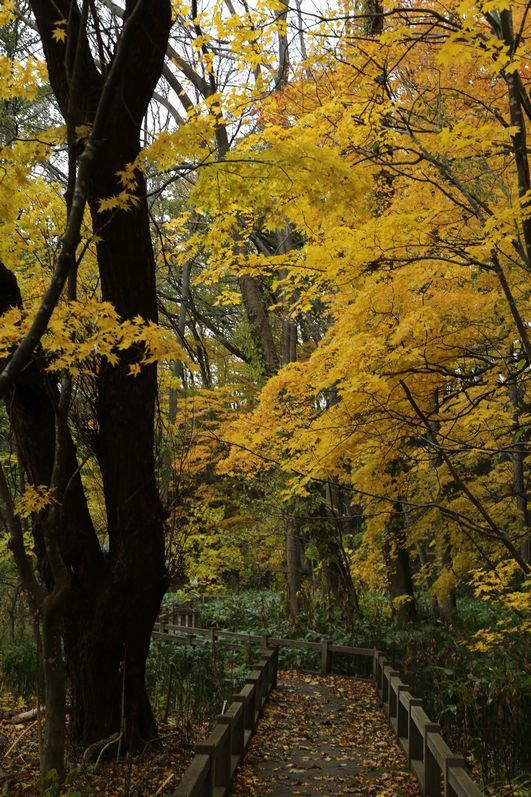 清田公園の黄葉 11/02 : 札幌発野鳥観察