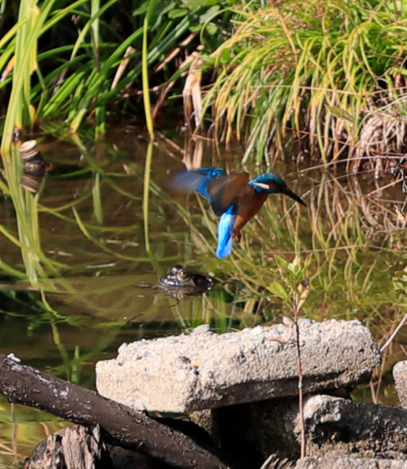"美” カワセミを求めて 「カワセミの舞」、「カモの舞」 : 野山の散策