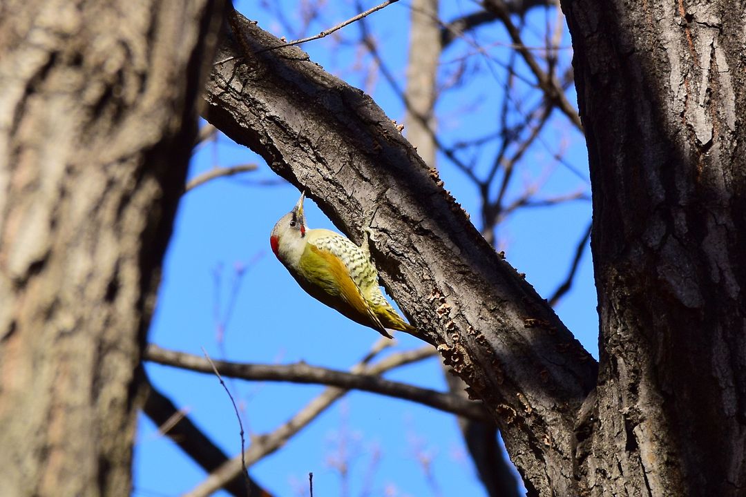 アオゲラに遭えた！♪ : 『私のデジタル写真眼』