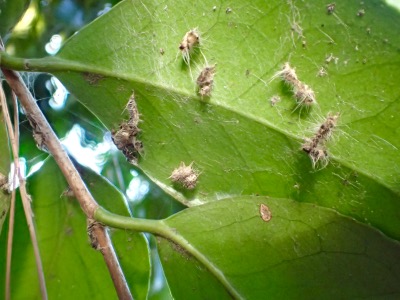 冬の公園散歩、『裏山の奇人：野にたゆたう博物学』（小松貴） : 世話要らずの庭