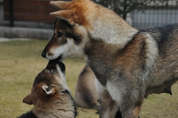 今日も元気なみなさま : 四国犬 テツカナ今日この頃、翔ちゃんもいるよ♪