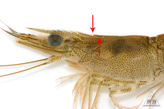 532 中国産養殖 ～活バナメイエビ～ : 眼遊記