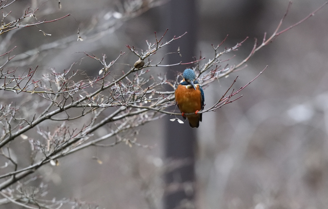 寒い・暗い・良いとこなし : トットットの備忘録