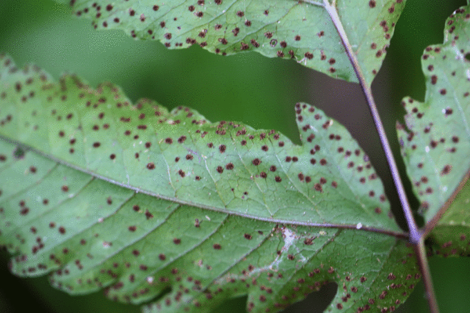 ミカワリシダ Tectaria subtriphylla : 鳥平の自然だより（植物編）