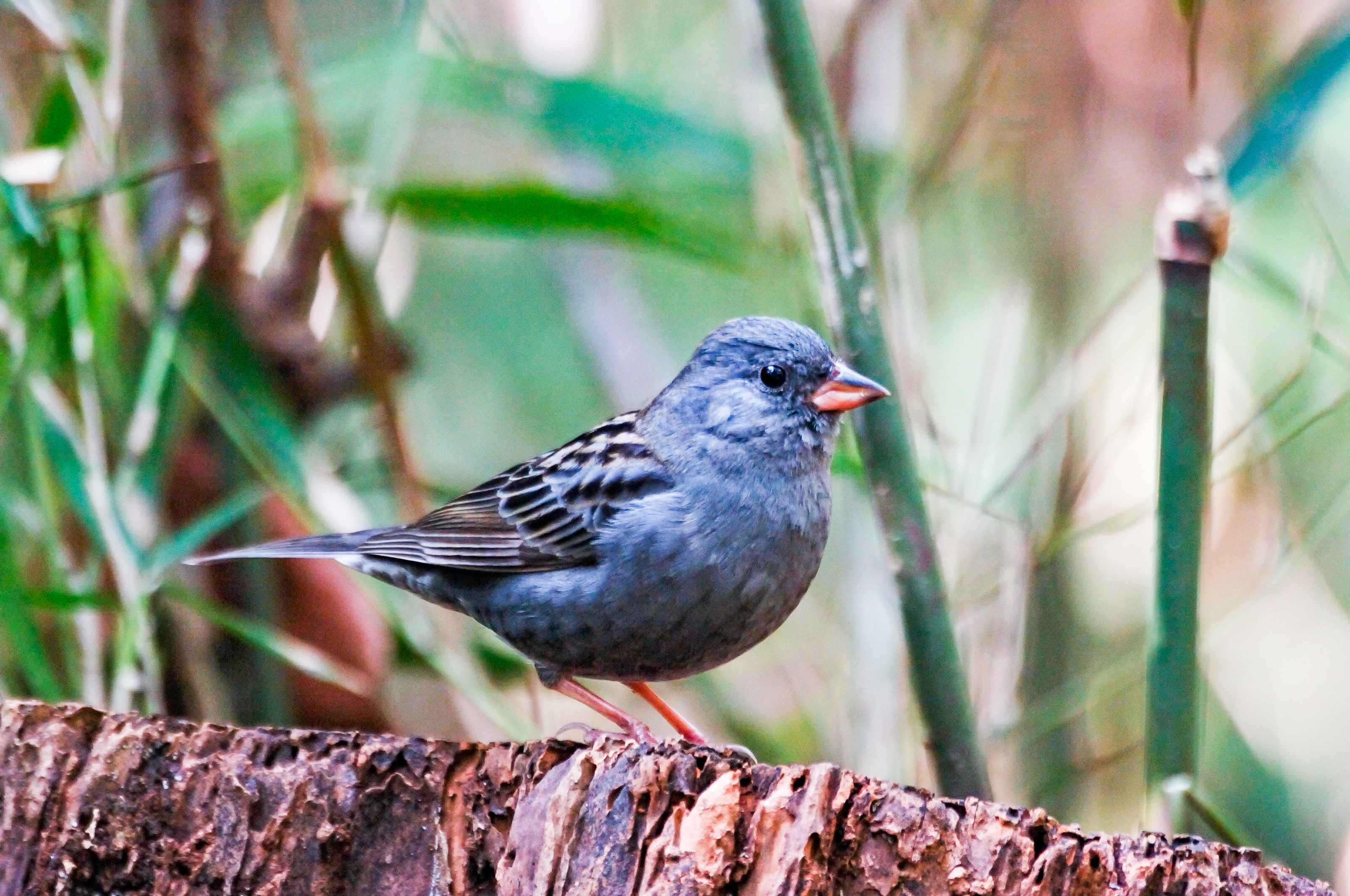 クロジ : 出会った野鳥たち