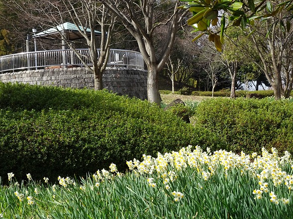 蜻蛉池公園の水仙郷 : 彩の気まぐれ写真