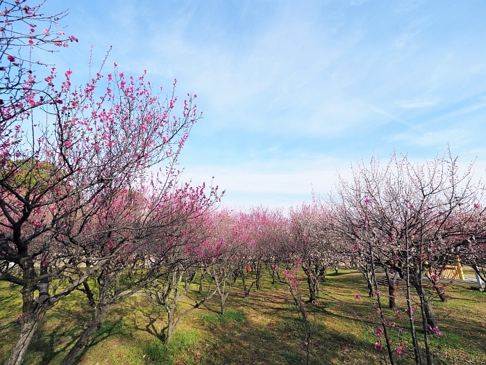 大高緑地の梅 2017 その2 : いわしののんびり遊泳 vol．2