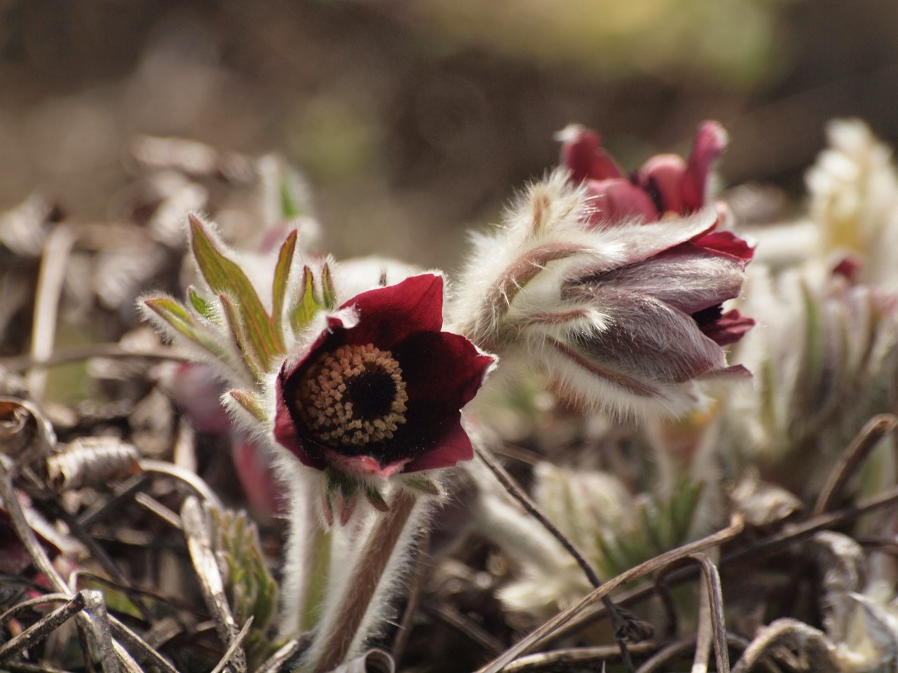 『翁草(オキナグサ)』 : 自然風の自然風だより