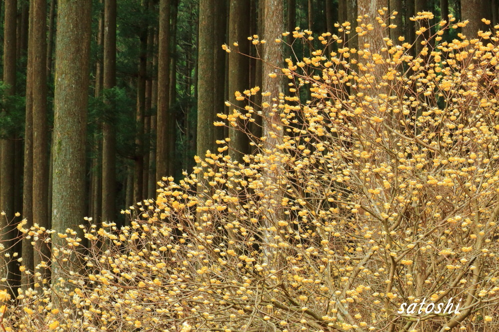 黄色い三椏（ミツマタ） 作手の奥山に咲く （80） : ようこそ、ときめきﾌｫﾄへ