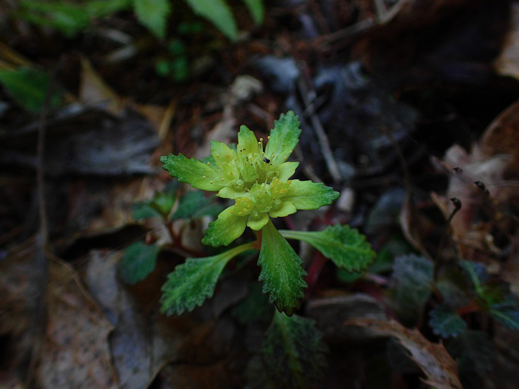 イワボタン （ユキノシタ科） : 私の植物観察日記