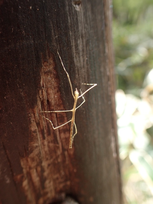 ナナフシ（ナナフシモドキ）の幼虫 Ramulus mikado : 写ればおっけー。コンデジで虫写真