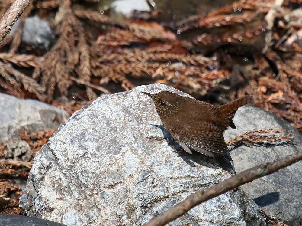 良くさえずります、、 : ぶらり探鳥