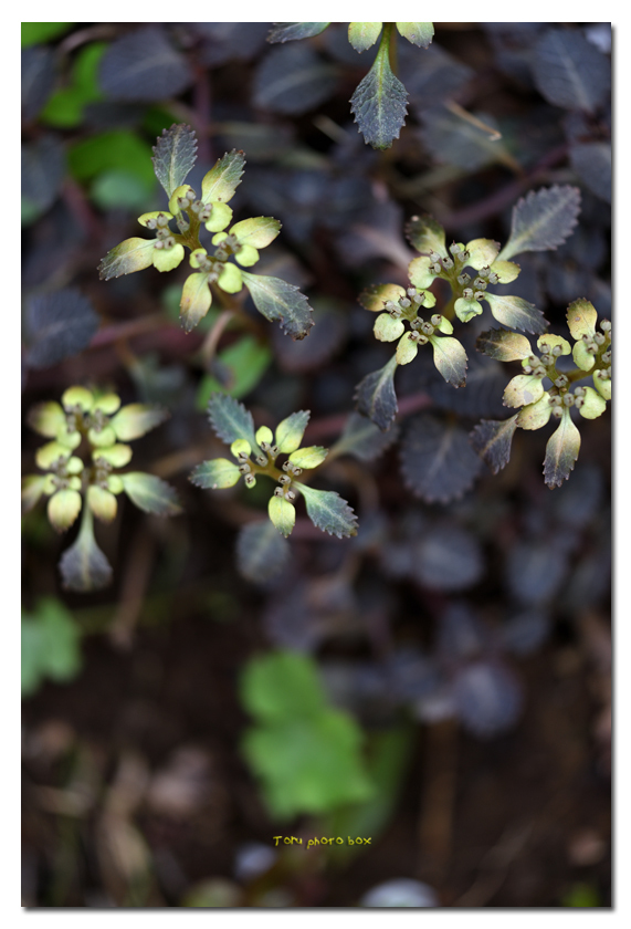 猫の目草 : toruphoto box