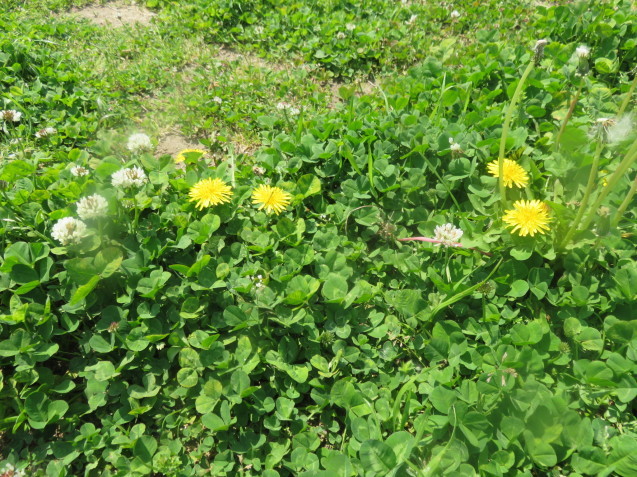 可愛い、賑やかな "台風"がやってきた : 風のとおる家から