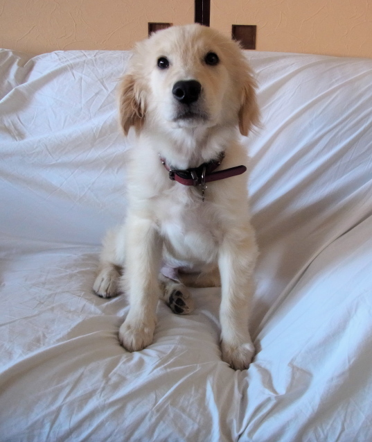 PCオーディオ ふたたび : Monologue at Park Wellington