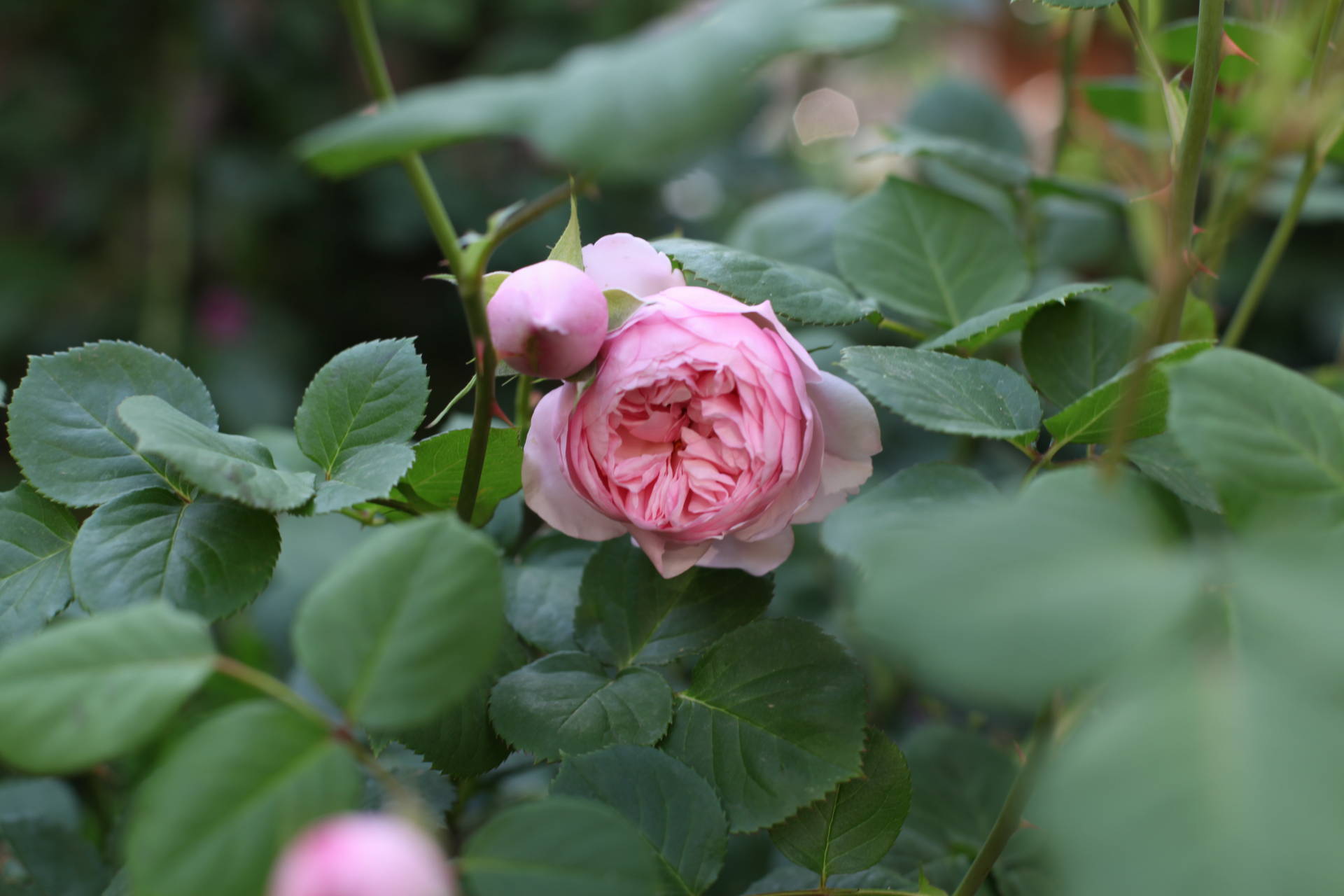 Pビールズの香りのバラ セント・エセル・ブルガー : バラの香り 4 seasons