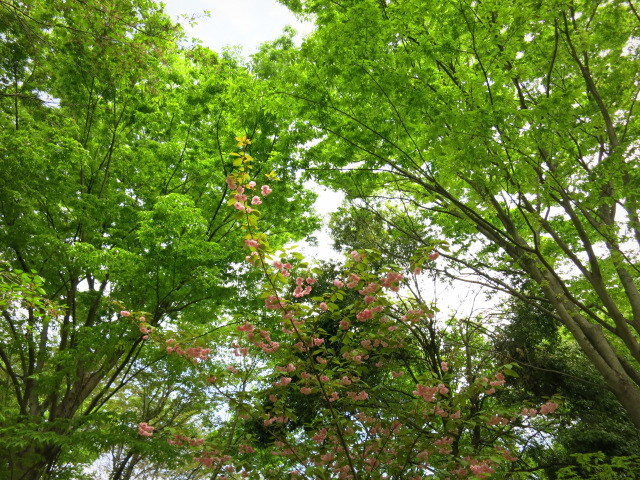 GW・プチトリップ ＊ ⑤新緑の小布施ハイウェイオアシス 公園 : ぴきょログ～軽井沢でぐーたら生活～