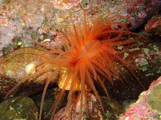 ユキミノガイ 葉山 Limaria basilanica (Adams & Reeve,1850) : 葉山の美味しいダイビング生活