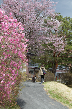 ワンコ旅 栃木編6 二荒山神社中宮祠 : にゃんてワンダホー！