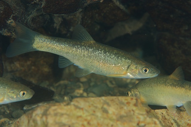 タカハヤ : 日本産魚類図鑑