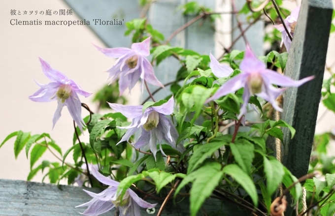 二つのマクロペタラ : 彼とカヲリの庭の関係