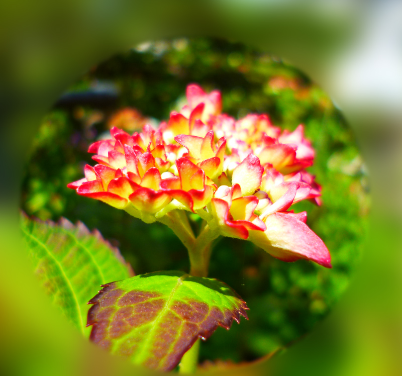 雨の後 : 日々の花だより