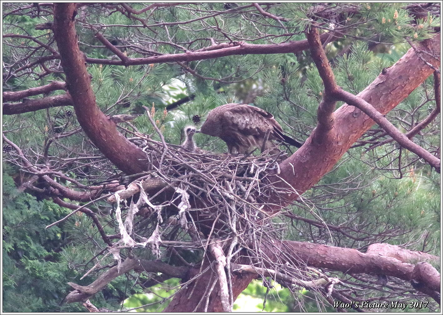 トビ 子育て中、可愛い雛に付きっきり : 野鳥の素顔 ＜野鳥と日々の出来事＞