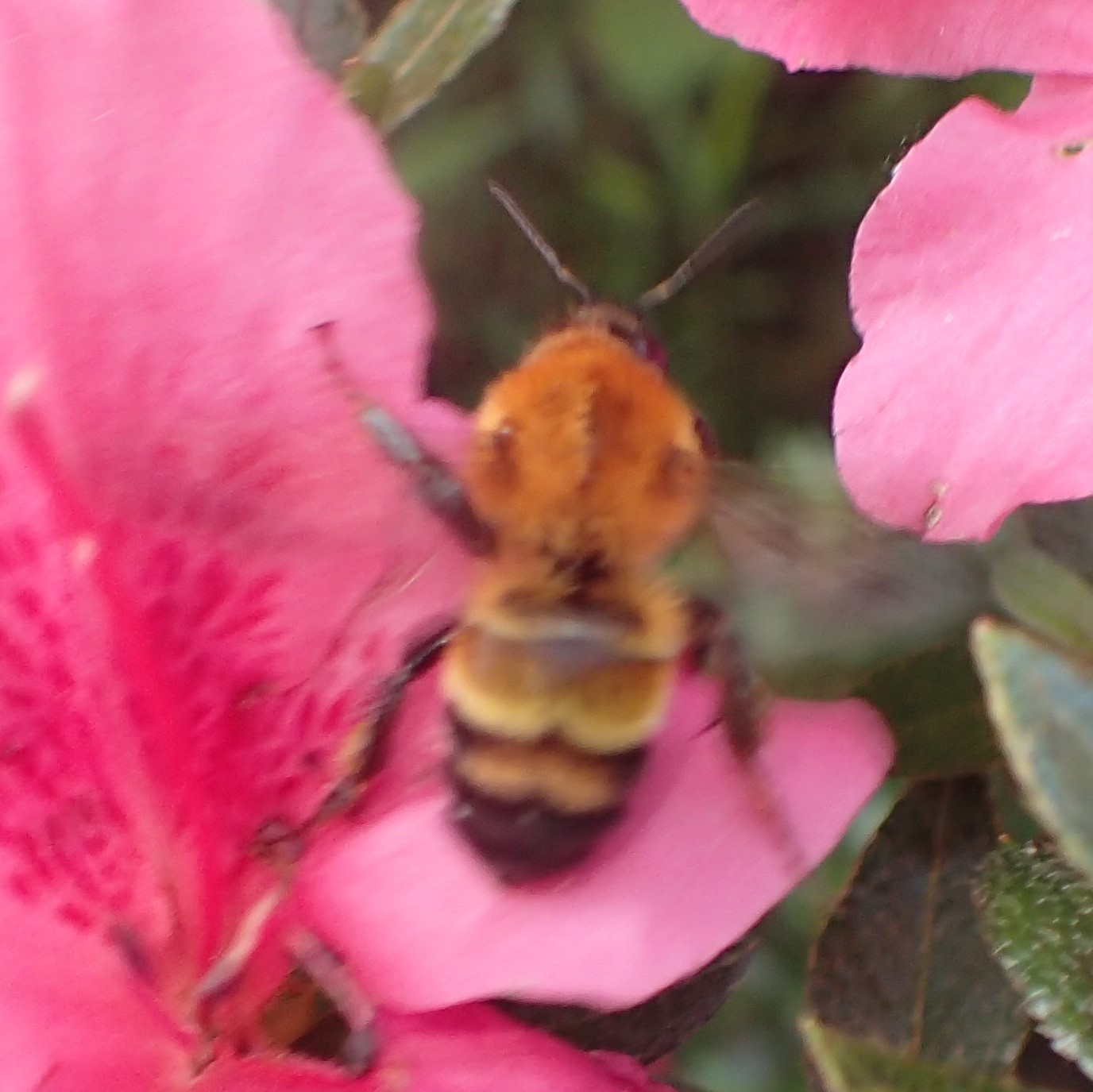 トラマルハナバチ Bombus diversus : 写ればおっけー。コンデジで虫写真