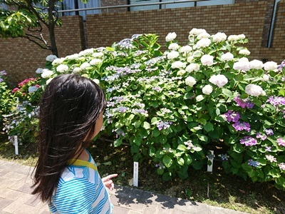 三宝あじさいまつり2017 : コトのタネ