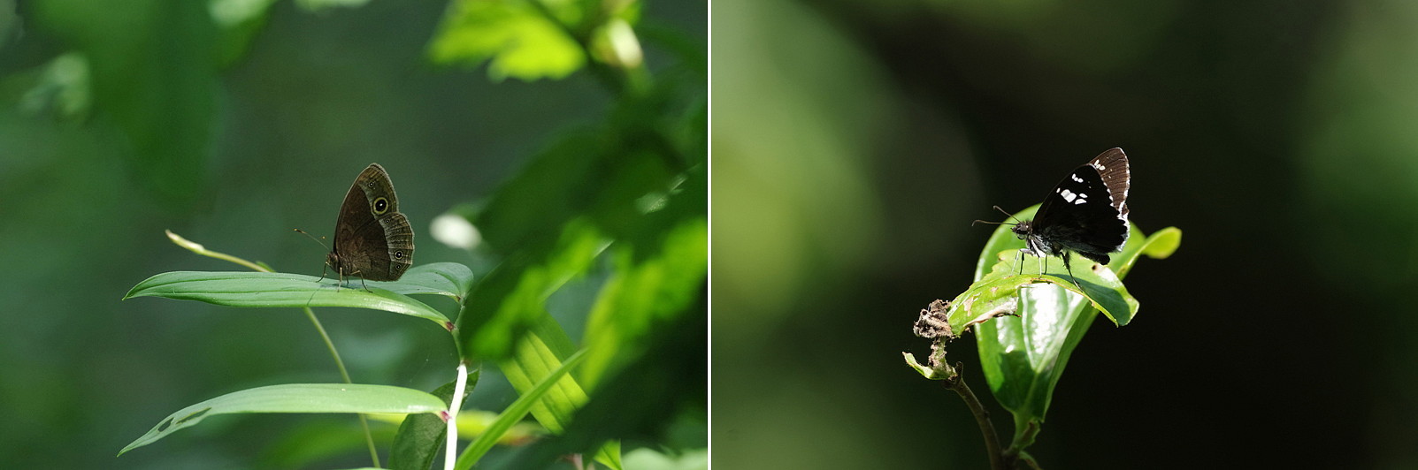 2017．5．30 東京・高尾山 ミスジチョウ 2017．6．8 （記） : たかがヤマト、されどヤマト